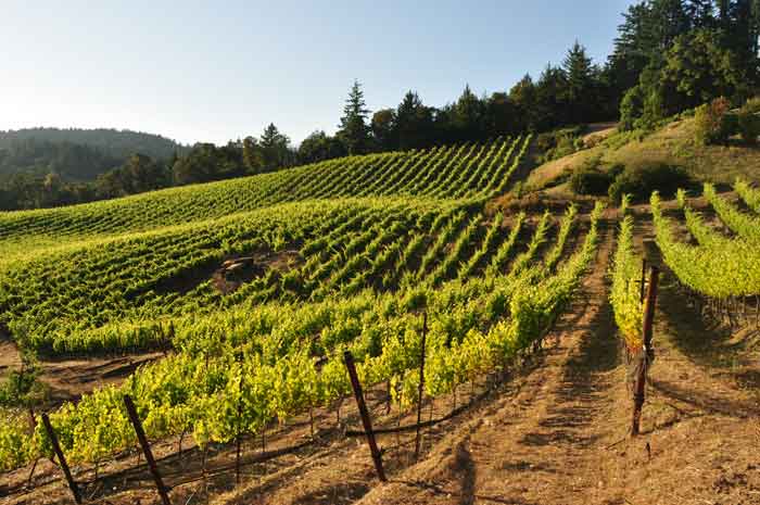 Estate Vineyard | Big Basin Vineyards