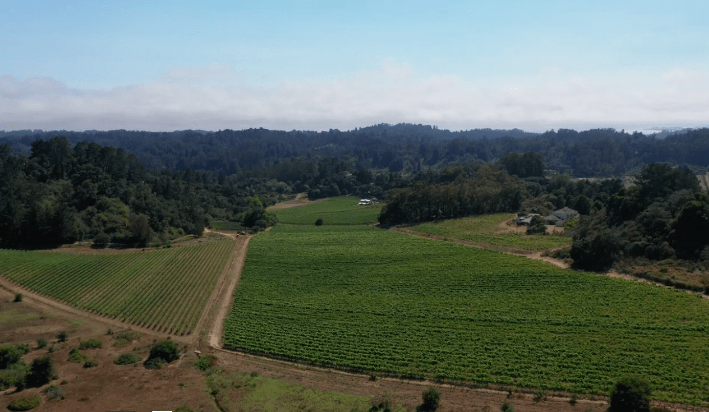 Alfaro Family Vineyard | Big Basin Vineyards